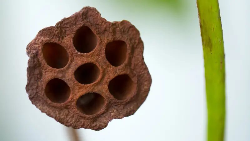 Delik Fobisi(Tripofobi) Belirtileri ve Tedavisi - Psikolog Line
